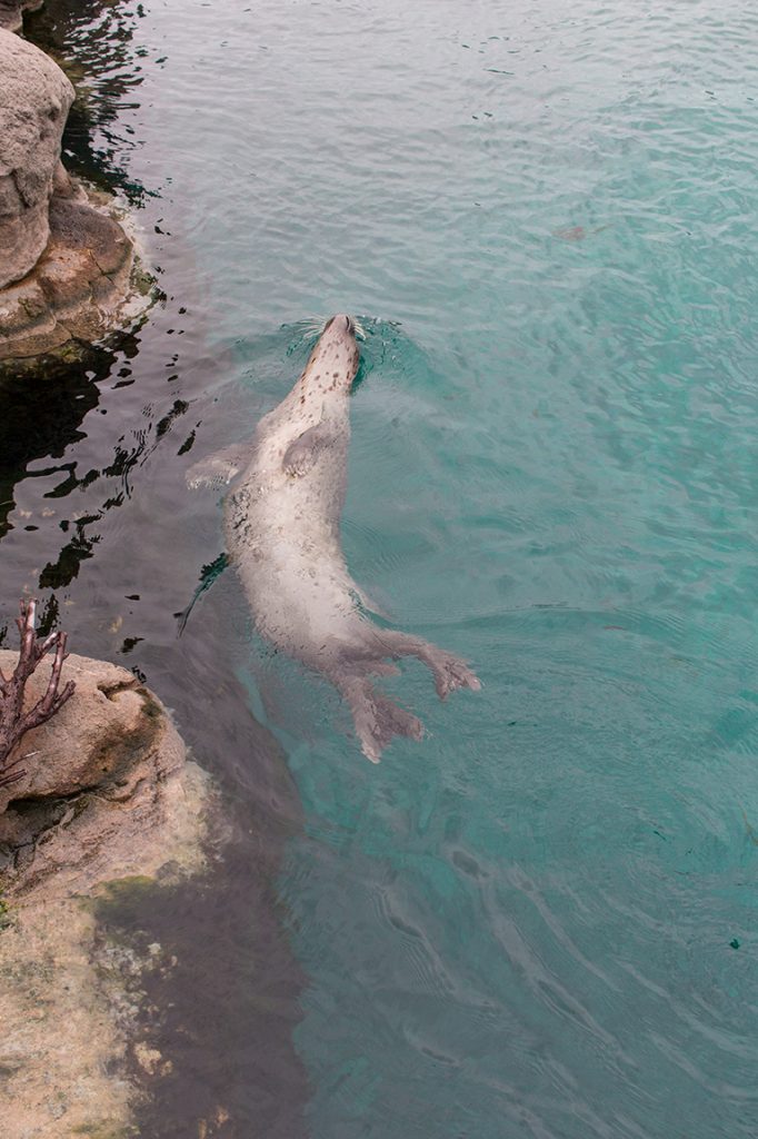 Oceanografic Valencia. O vizita la acvariul din Valencia - Mihai Jurca