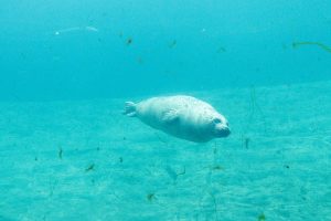Oceanografic Valencia. O vizita la acvariul din Valencia - Mihai Jurca