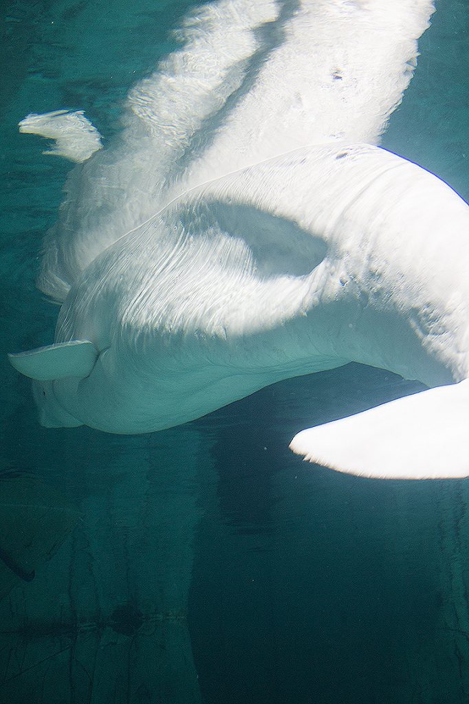 Oceanografic Valencia. O vizita la acvariul din Valencia - Mihai Jurca
